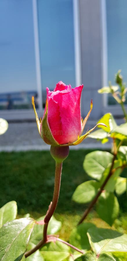 Natural pink rose flower stock image. Image of blooming - 115800057