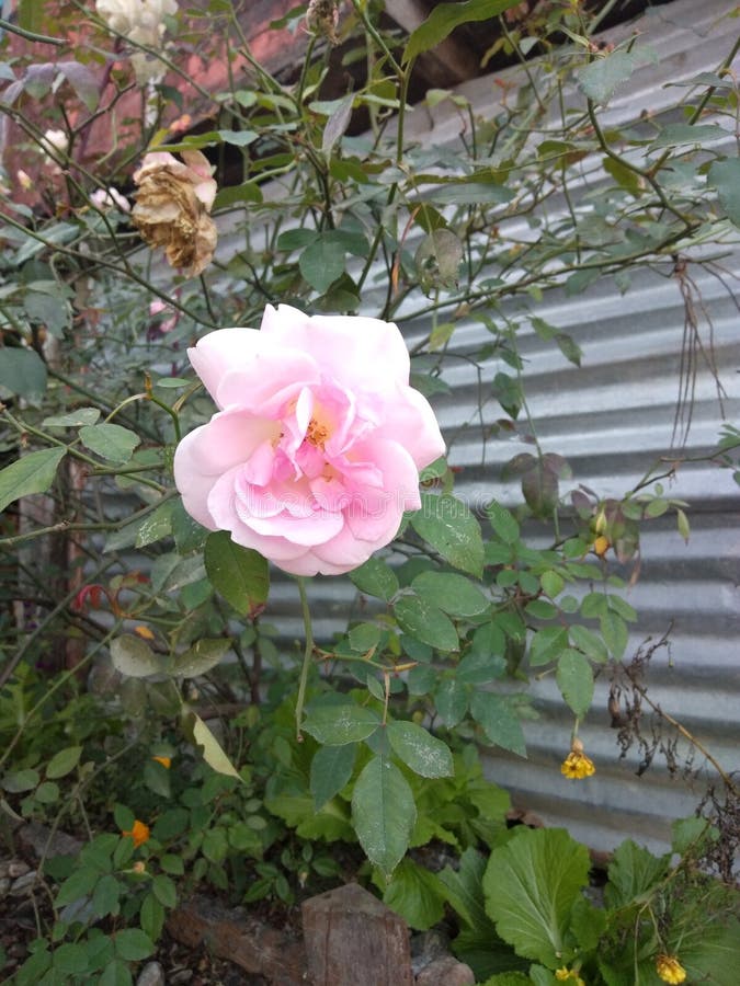 Natural Pink Rose stock image. Image of natural, pink - 169551259