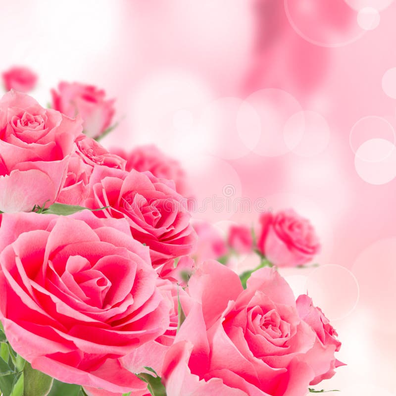 Natural Pink Roses Background Stock Photo - Image of marriage, blooming ...