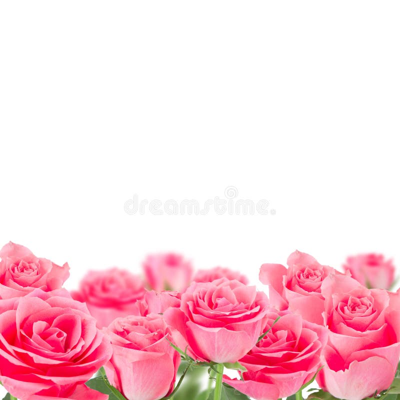 Natural Pink Roses Background Stock Photo - Image of romance, wallpaper ...