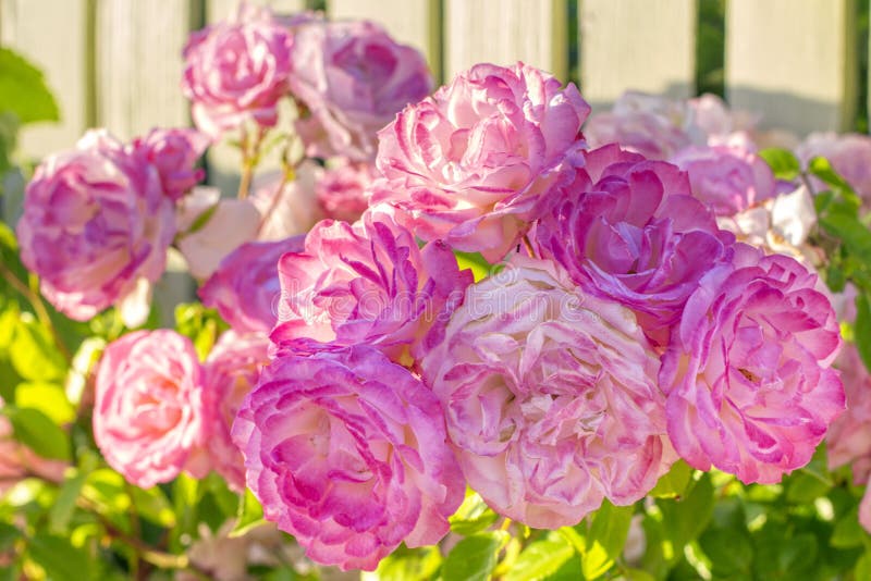 Natural pink roses stock photo. Image of perfume, freshness - 153631432