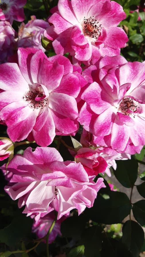 Natural Pink roses stock image. Image of orchid, plant - 192801393