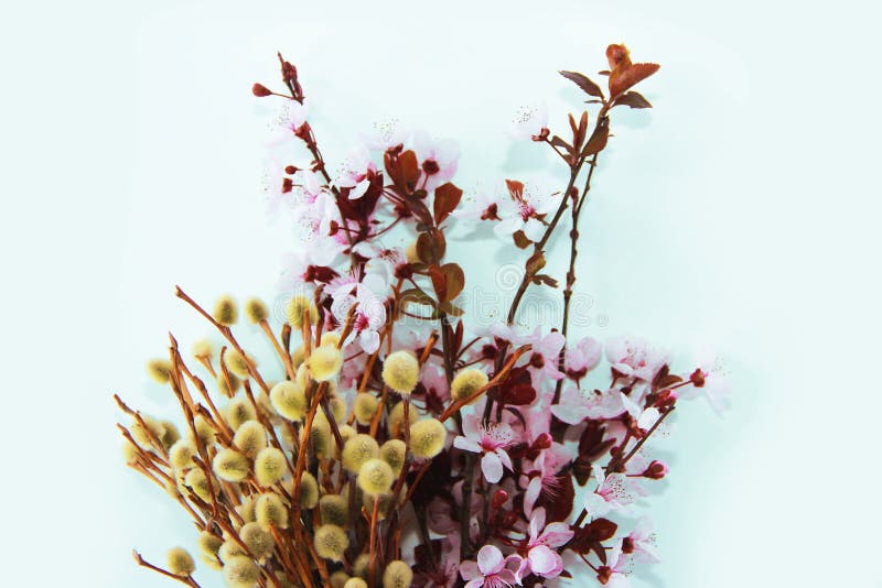 Natural Pink Sakura Flowers and Willow Branches Stock Photo - Image of ...