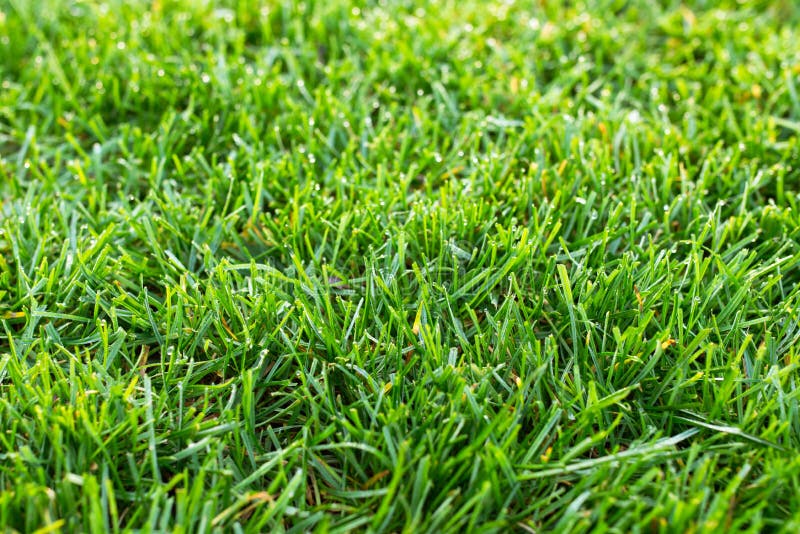 Natural plain lawn stock photo. Image of suburban, landscape - 161691672