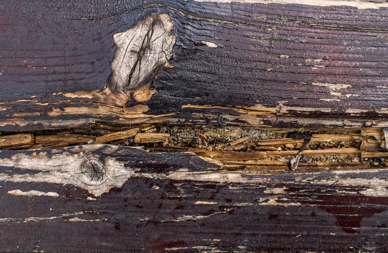 Natural plank texture stock photo. Image of natural - 247395782