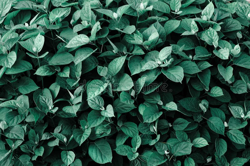 Natural Plant Background of Leaves Stock Image - Image of backdrop ...