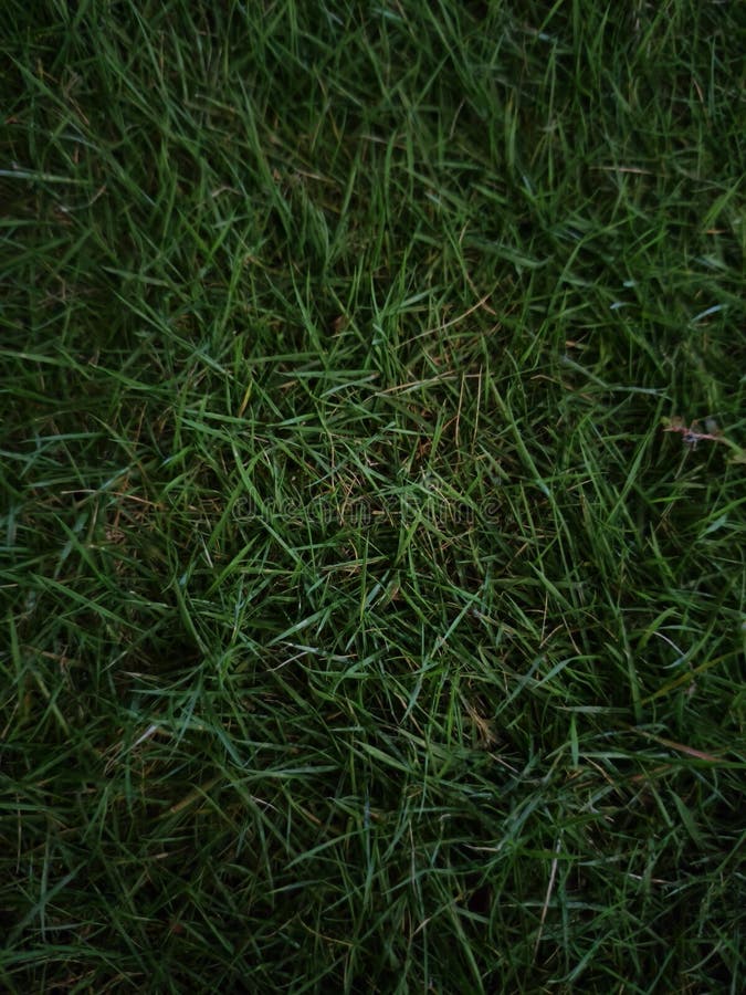 Natural Plant Green Grass Nature Stock Photo - Image of grass, nature ...