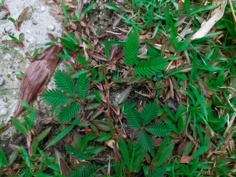 Natural Plant Leaf and Grass in the Garden Stock Photo - Image of ...