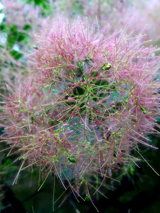 Natural Plant Texture of Red Down Stock Image - Image of green, grunge ...