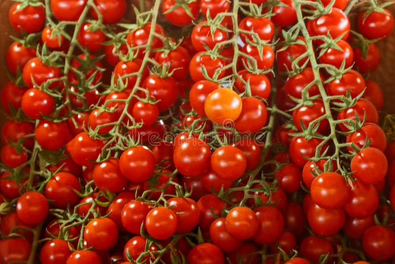 Natural Plant Texture of Red Tomatoes on the Branches Stock Photo ...