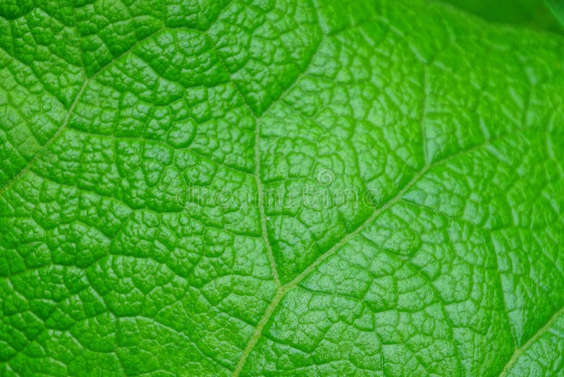Natural Plant Texture from the Structure of the Green Leaf Stock Photo ...