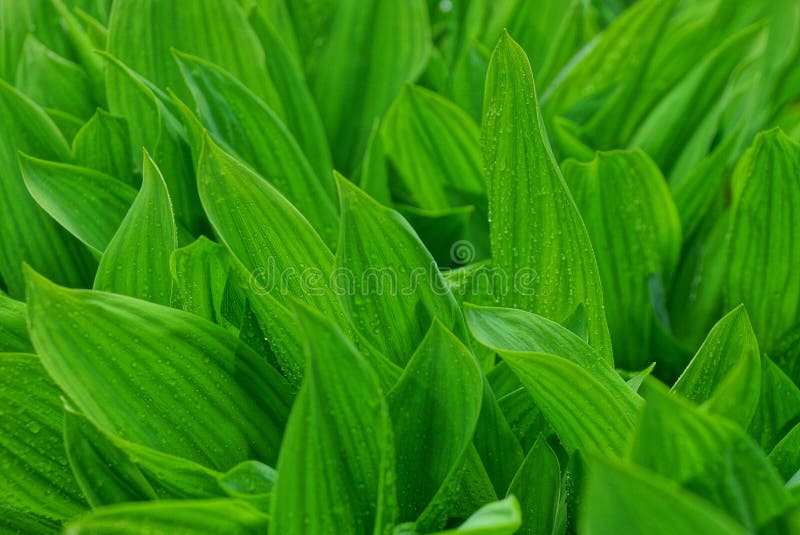 Natural Texture from Wet Lily of the Valley Leaves Stock Image - Image ...