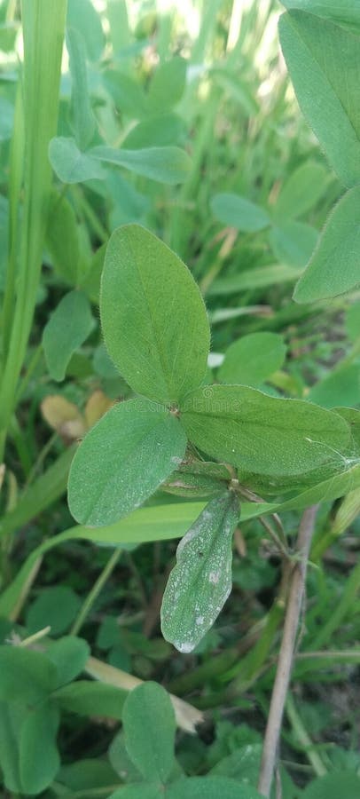Green Beautiful Natural Amazing Plants Stock Photo - Image of natural ...