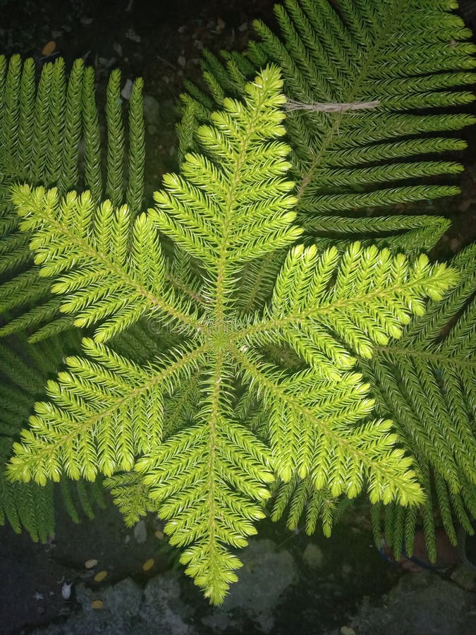 Natural Plants. it Grow Very Rapidly. Stock Photo - Image of setu, grow ... Natural Plants. it Grow Very Rapidly. Stock Photo - Image of setu, grow ...