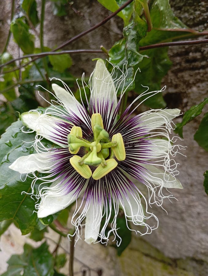 Natural Pollination in Vibrant Passion Fruit Flower Stock Image - Image ...
