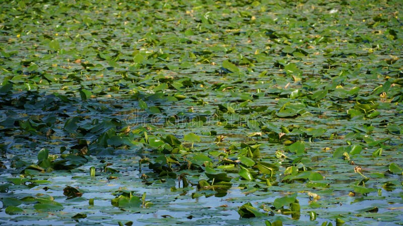 Natural Pond with Aquatic Plants and Water Lilies Stock Image - Image ...