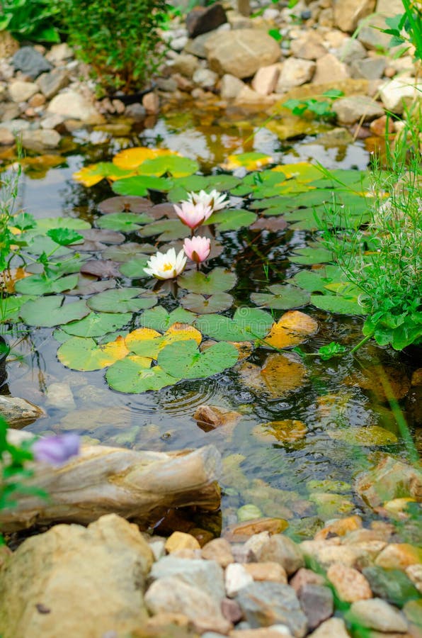 Natural pond in garden stock image. Image of beautiful - 156826845