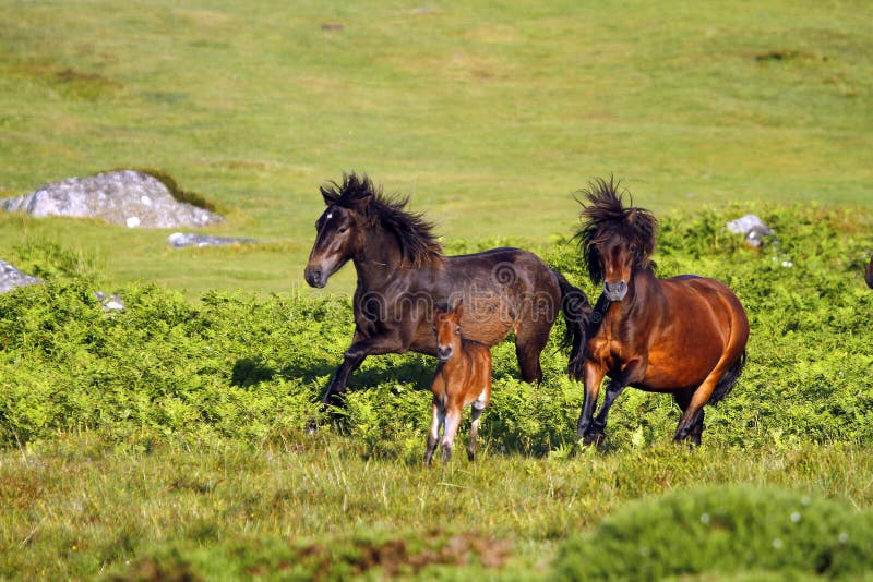Natural Pony Courtship stock image. Image of childrens - 20574833