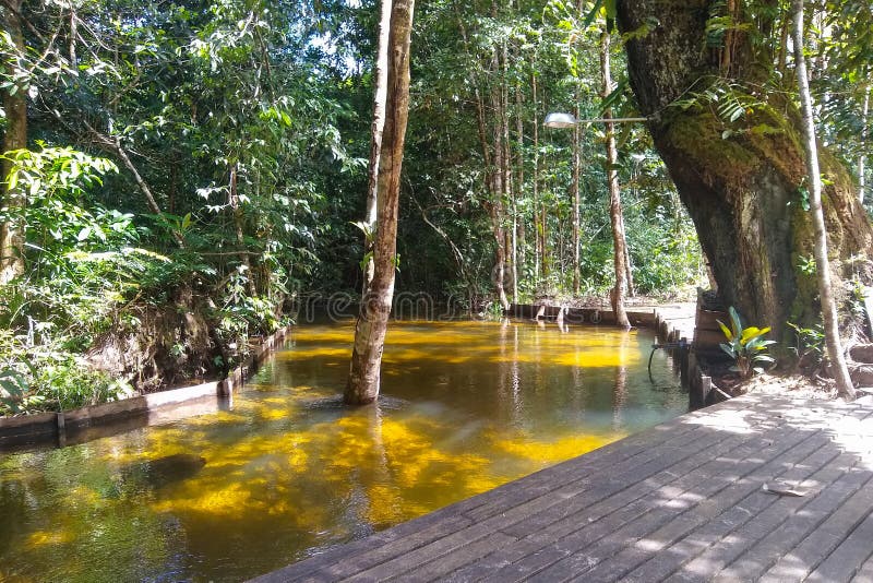 Natural Pool in the Middle of the Amazon Rainforest, Amapa State ...