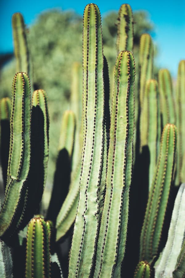 Natural Poster. Cactus. Closeup Stock Photo - Image of environment ...