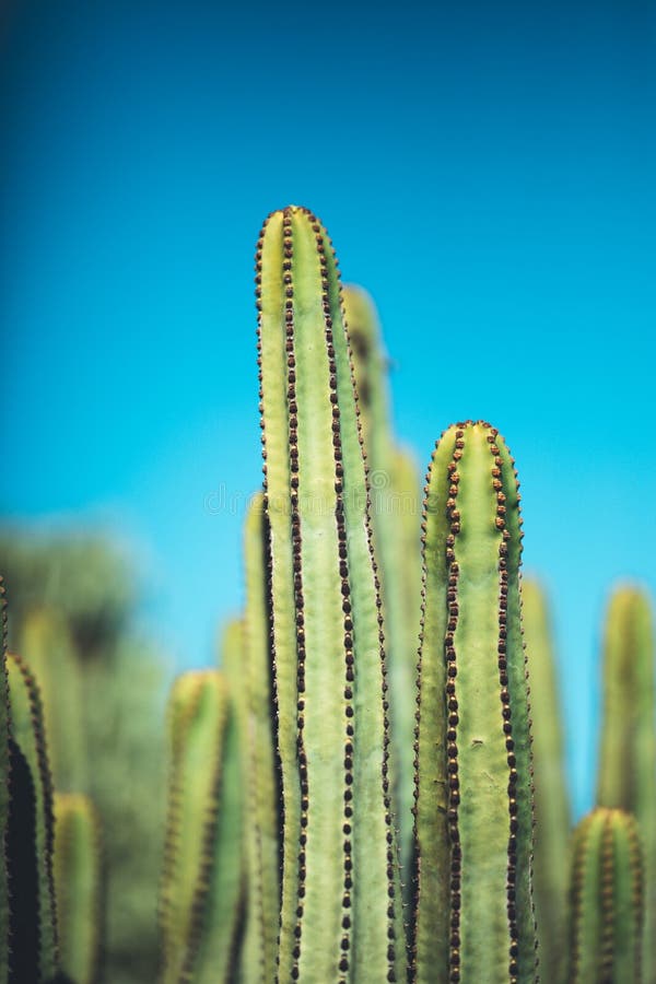 Natural Poster. Cactus. Closeup Stock Image - Image of closeup, cactus ...