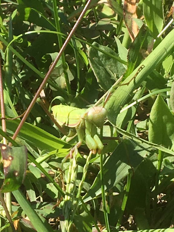 Natural prayers stock image. Image of prayingmantis - 181603115