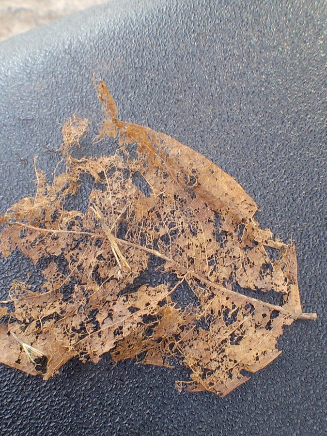 A Natural Process in Which Plant Leaf Tissue is Broken Down into Simpler Substances by ...