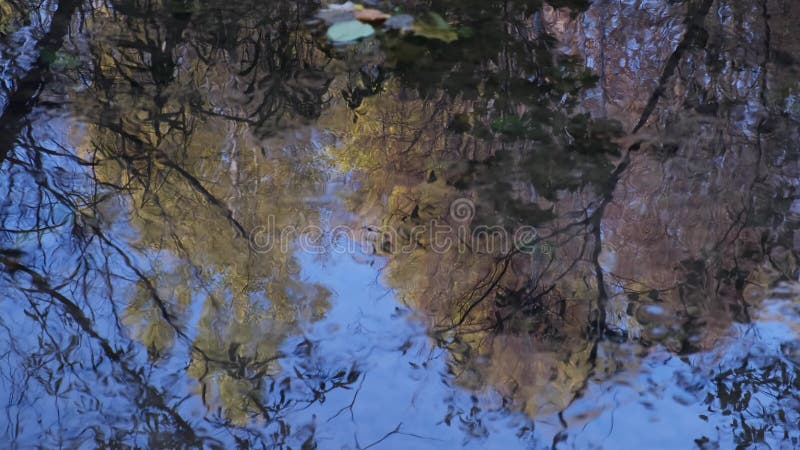 Natural Puddle Bottom with Colored Leaves, Twig, Forest Plant Under ...