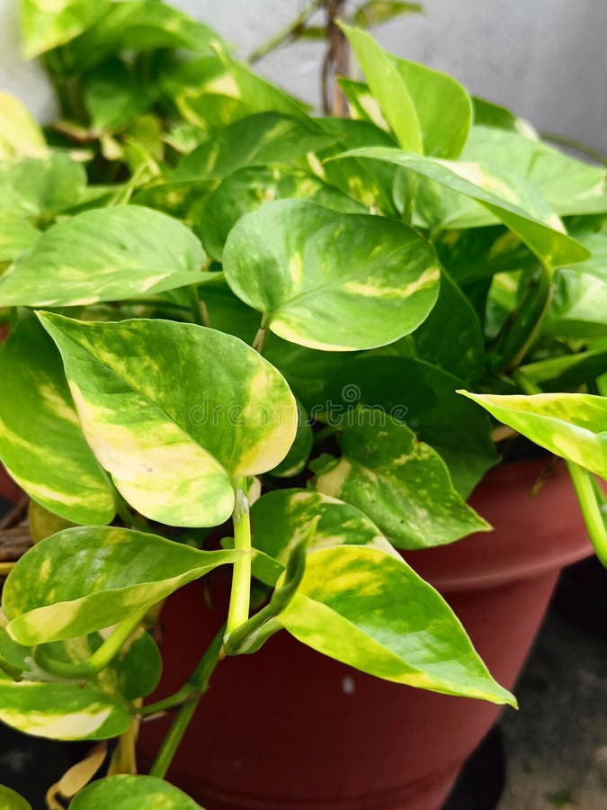 Natural Pure Geern Plant Stock Photos - Free & Royalty-Free Stock ...