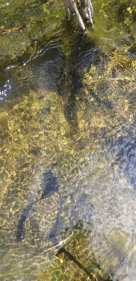 Natural Pure Water from the River Undistubed Stock Photo - Image of ...