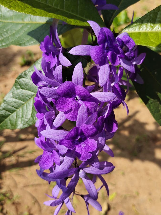 Natural Purple Flower Bouquet in Garden Stock Image - Image of petal ...