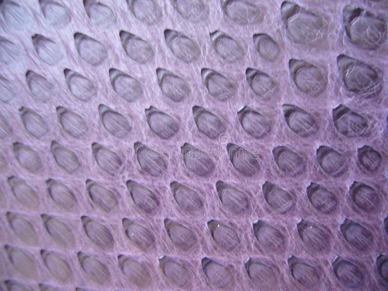 Natural Python Skin Texture. Purple Haberdashery Snake Skin Stock Photo ...