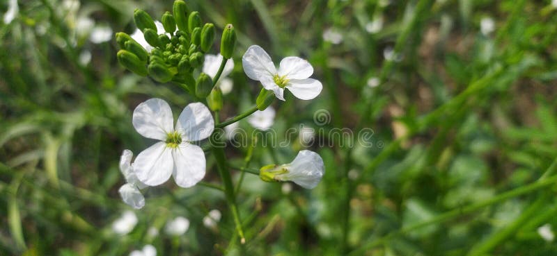 Radish - Flower stock image. Image of family, botanic - 96684143