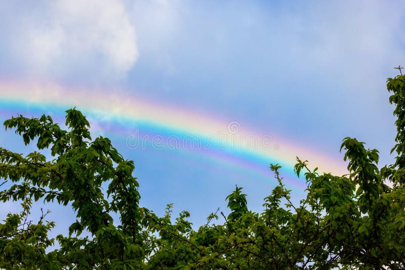 Natural Rainbow in the Sky on the Green Trees Stock Image - Image of ...