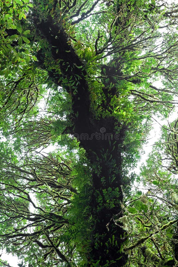 Natural of the rainforest. stock image. Image of tree - 113293131