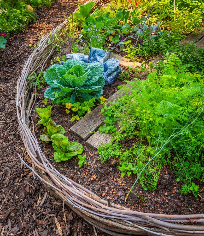 Natural Raised Bed with Vegetables and Herbs Surrounded by Woven Willow ...