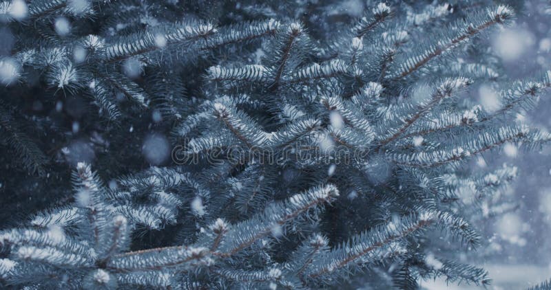 Natural Randomly Falling Snow on a Background of Blue Spruce Branches ...