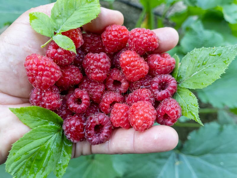 Natural Raspberry Fruits Grown in the Garden and Healthy Stock Photo ...