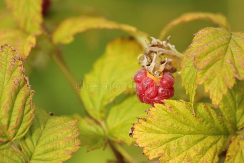 Natural Raspberry stock photo. Image of juicy, bush, colors - 44518294
