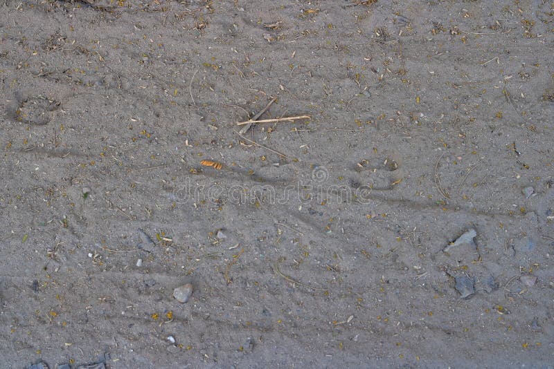 Natural Raw Road Background Texture, Background Wallpaper Stock Photo ...