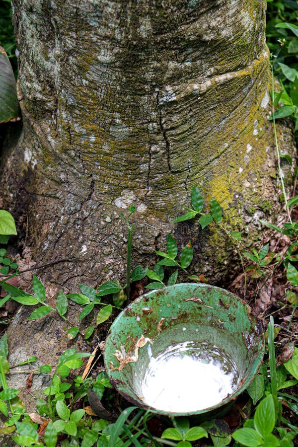 Natural Raw Rubber Collecting with Plastic Container Stock Photo ...