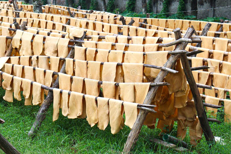 Natural Raw Rubber Sheets on Factory Stock Photo - Image of dried, tree ...