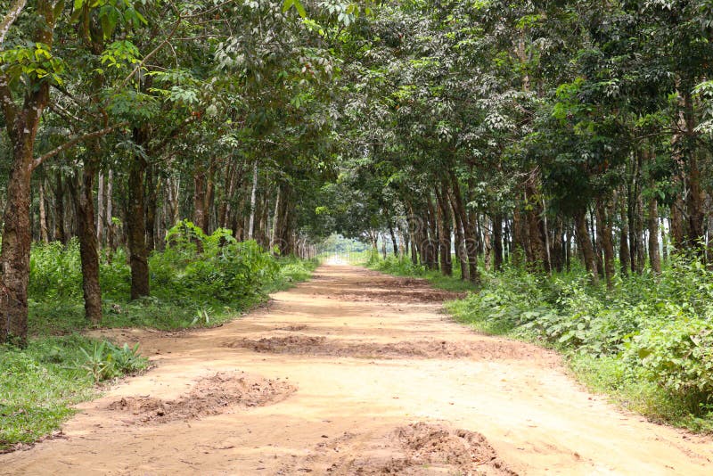 Natural Raw Rubber Tree Plant Stock Image - Image of dried, hevea ...