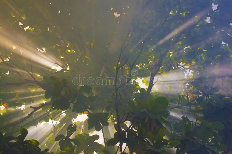 Natural Rays of Light Shine Down on the Large Trees Stock Image - Image ...