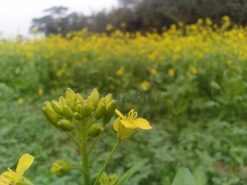 Natural Real Flower in the Field Stock Photo - Image of real, smart ...