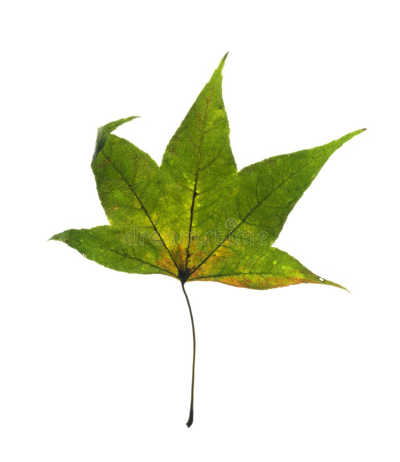 Natural Real Leaf Isolated on White Stock Photo - Image of brown ...