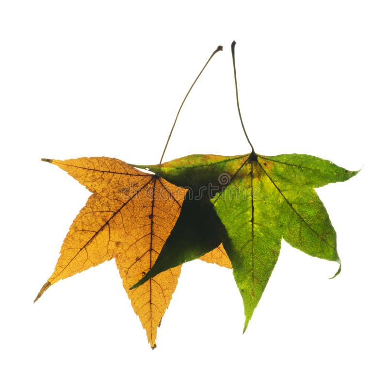 Natural Real Leaf Isolated on White Stock Image - Image of park ...