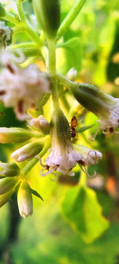 Natural and real photo stock photo. Image of real, branch - 265593786