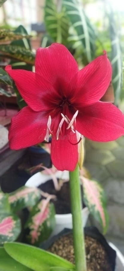 Natural Red Amarilis stock image. Image of tulip, natural - 248716475