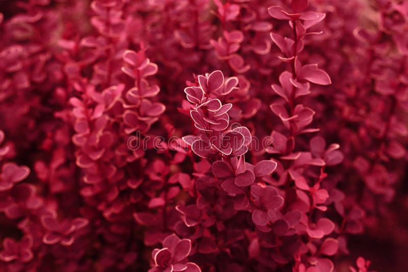 Natural Red Background from Red Branches of Herbs Stock Photo - Image ...